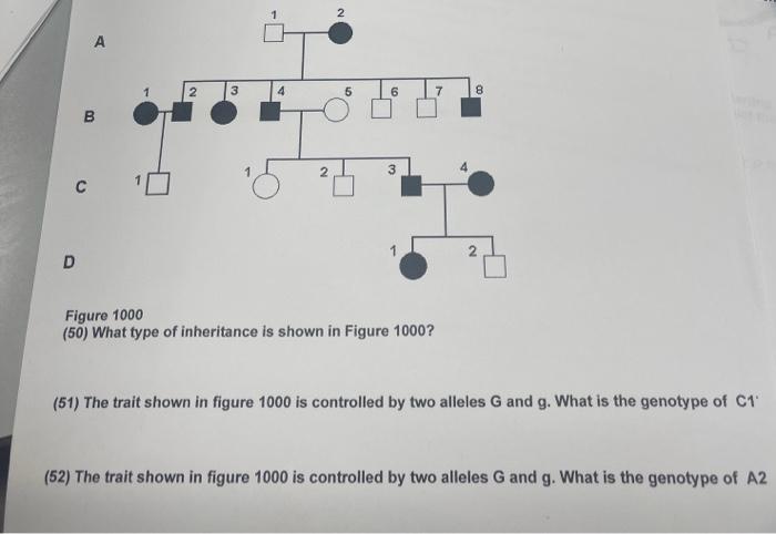 40. A Diagram of a Somatie Cell Centrale Spindle | Chegg.com