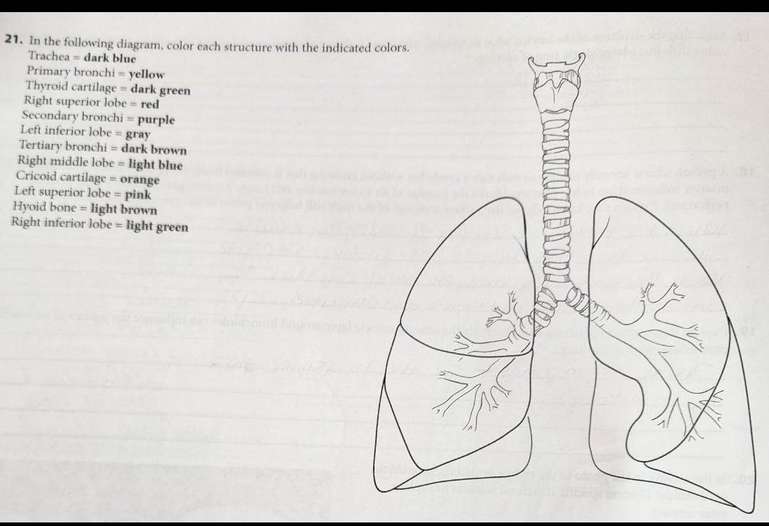 Solved 21. In the following diagram, color each structure | Chegg.com