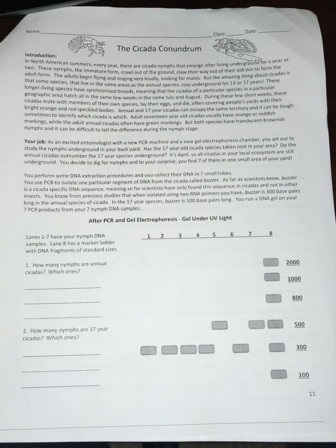 Solved Name: Date: Class: The Cicada Conundrum Introduction: | Chegg.com