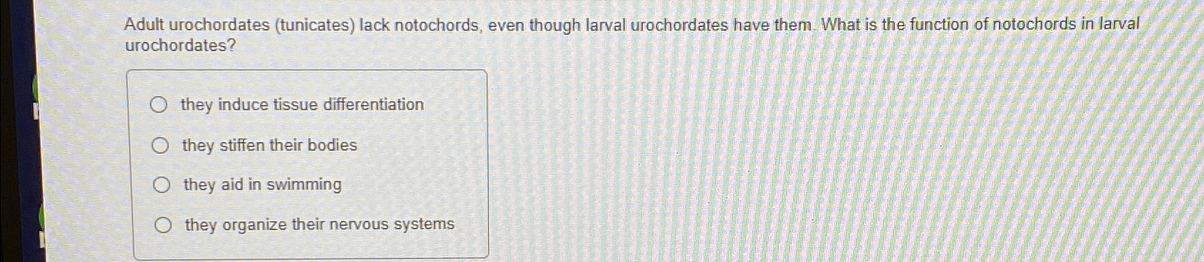 Solved Adult urochordates (tunicates) ﻿lack notochords, even | Chegg.com