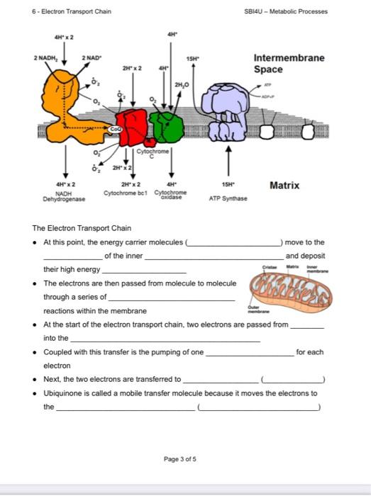 Solved 6 - Electron Transport Chain SBI4U - Metabolic | Chegg.com