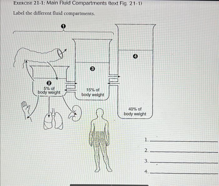 Solved ExERCISE 21-1: Main Fluid Compartments (text Fig. | Chegg.com