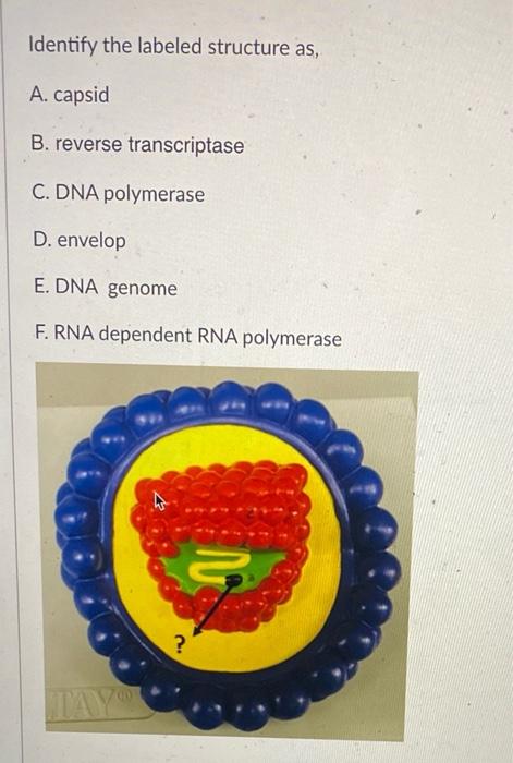 Solved Identify the labeled structure as, A. capsid B. | Chegg.com
