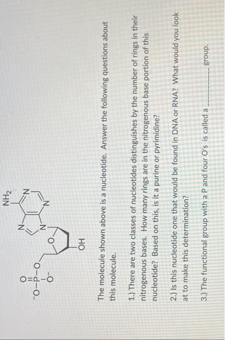 Solved NH₂ N OH The molecule shown above is a nucleotide. | Chegg.com