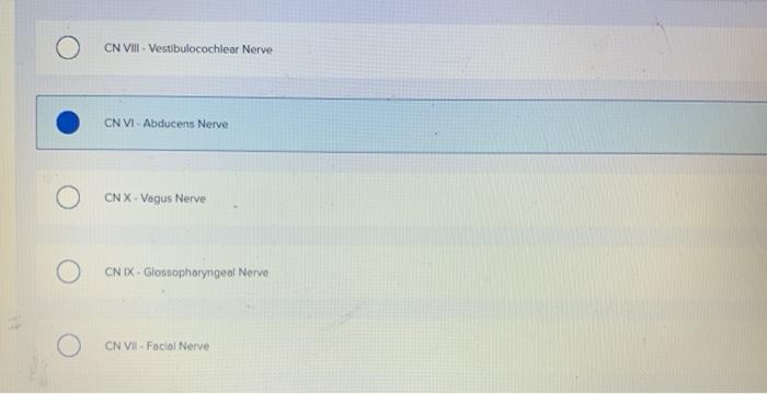 Solved Which structure is highlighted? CN VIII | Chegg.com