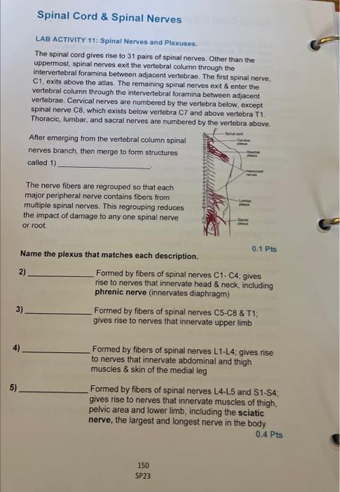 Solved LAB ACTIVITY 11: Spinal Nerves and Plexuses. The | Chegg.com