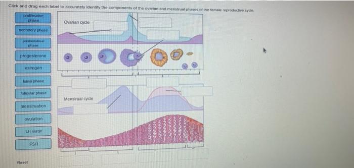 Solved Click and drag each label to accurately identify the | Chegg.com