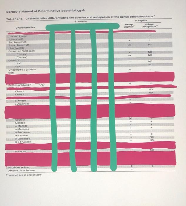 Staphylococcus Unknown Flow Diagram Gram-positive Bacteria
