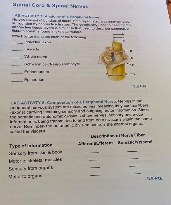 Solved LAB ACTIVITY 7: Anatomy of a Peripheral Nerve. Nerves | Chegg.com