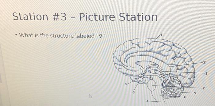 Solved tation \#1 - Description Station I contain cell | Chegg.com