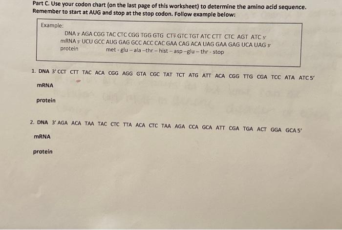 Solved Part C. Use your codon chart (on the last page of | Chegg.com Solved Part C. Use your codon chart (on the last page of | Chegg.com