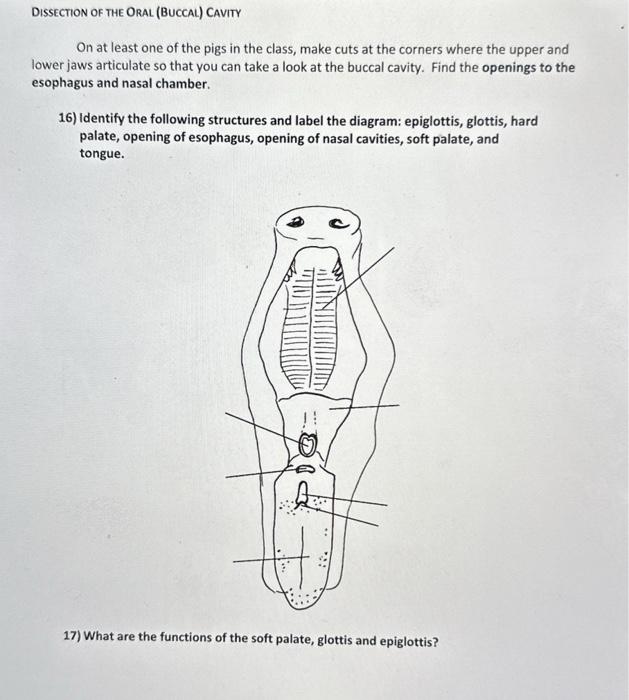 DISSECTION OF THE ORAL (BUCCAL) CAVITY On at least | Chegg.com
