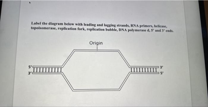 Solved On the diagram below, draw and label the leading and | Chegg.com
