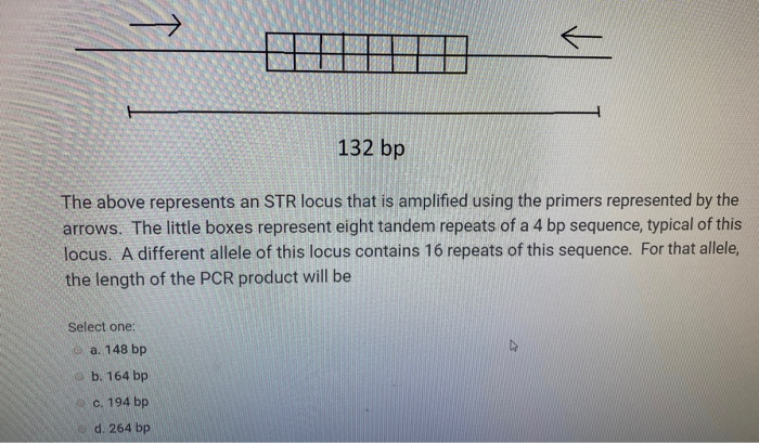 Solved 132 bp The above represents an STR locus that is | Chegg.com