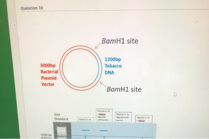 Question 10 BamH1 site 1200bp Tobacco DNA 3000bp | Chegg.com