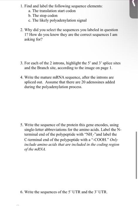 Solved Bio 3321l Genetics Lab 7 From Dna To Protein Ii In 