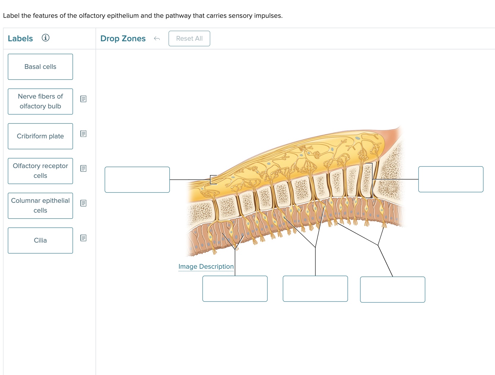 Solved Label the features of the olfactory epithelium and | Chegg.com