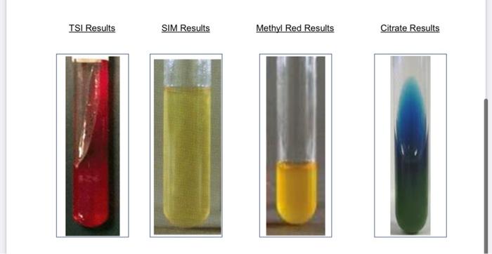 Solved TSI Results SIM Results Methyl Red Results Citrate | Chegg.com