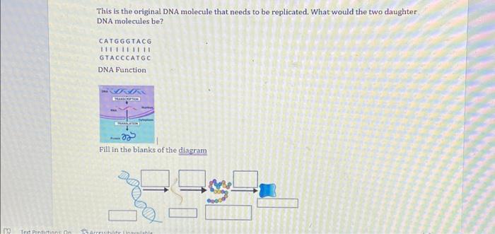 Solved R This is the original DNA molecule that needs to be | Chegg.com