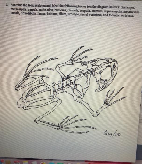 Solved X > 7. Examine the frog skeleton and label the | Chegg.com