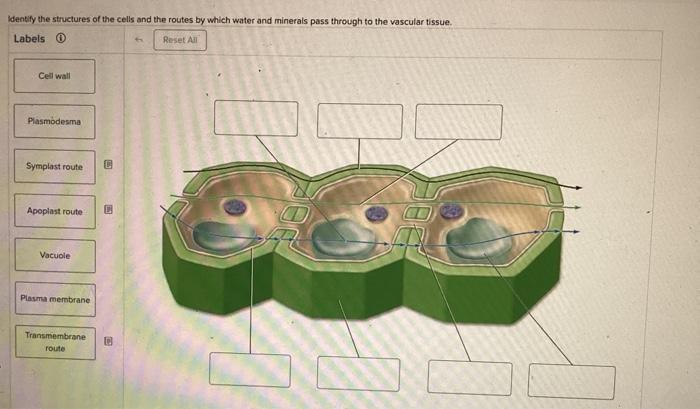 Identify the structures of the cells and the routes | Chegg.com
