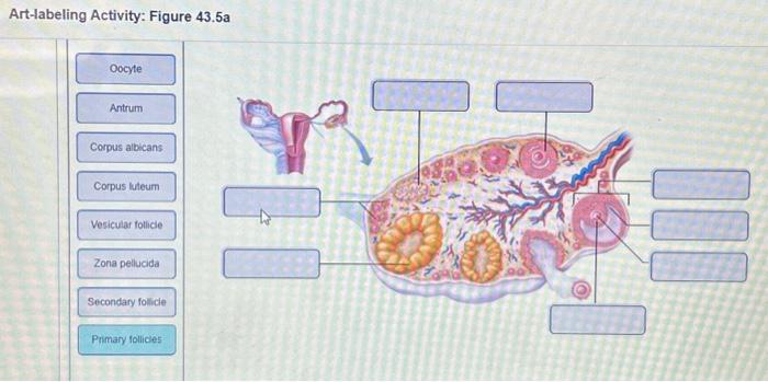 Solved Art-labeling Activity: Figure 43.5a Oocyte Antrum | Chegg.com