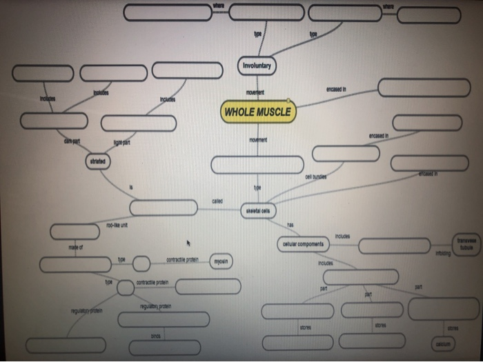 Solved complete the muscle concept map and place the | Chegg.com