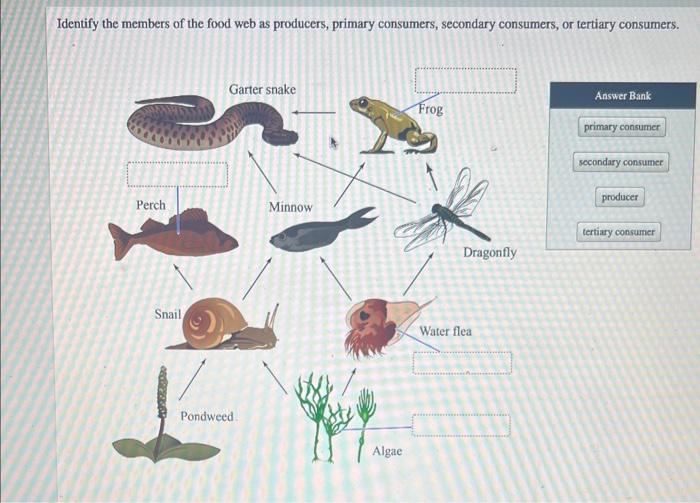 Solved Identify the members of the food web as producers, | Chegg.com
