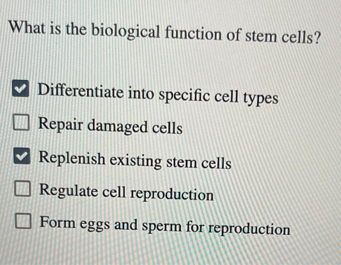 Solved What is the biological function of stem cells? | Chegg.com