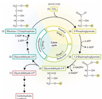Solved Activity - justify the number of ATP/NADPH in each | Chegg.com
