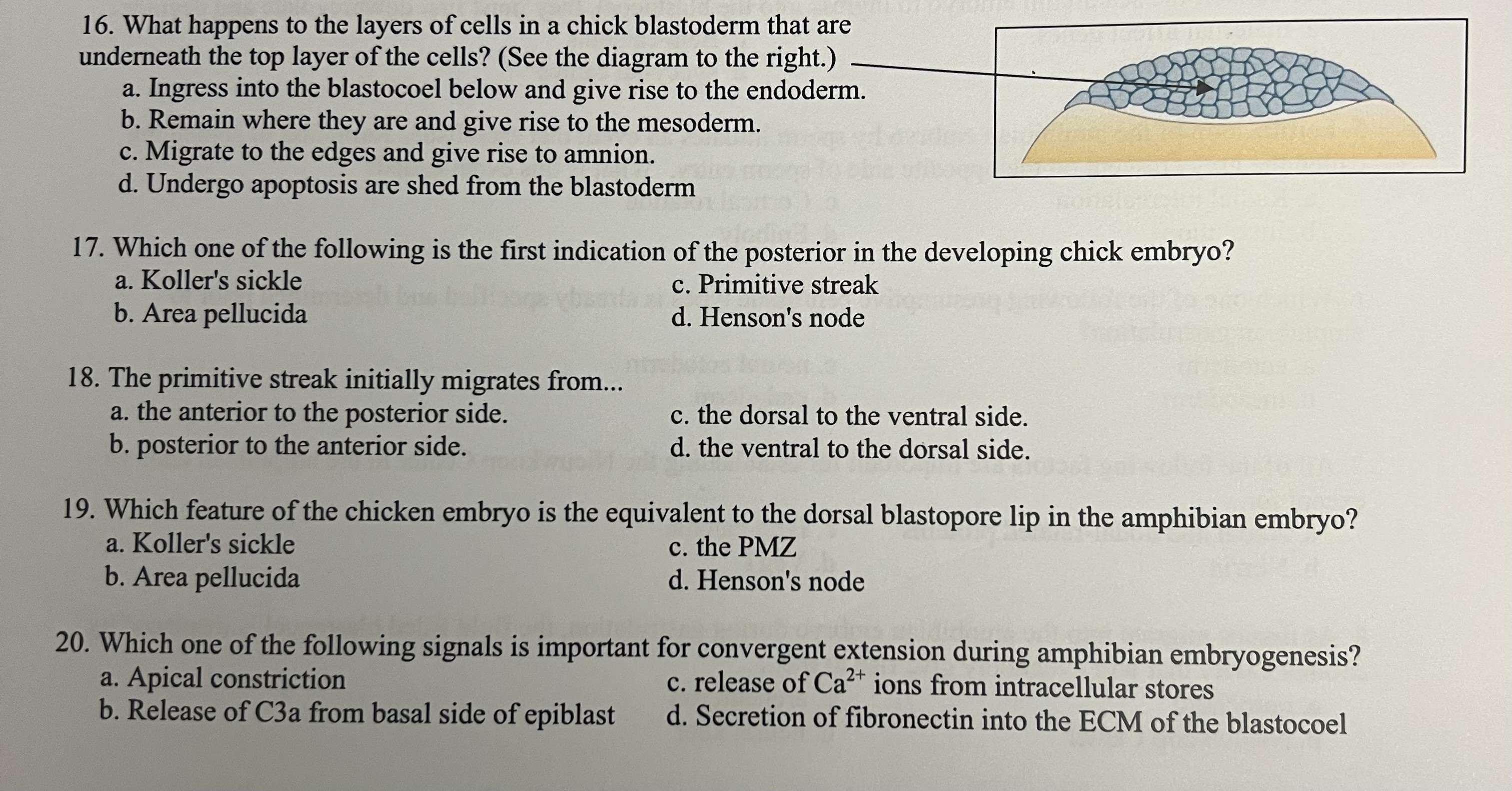 Solved What happens to the layers of cells in a chick | Chegg.com