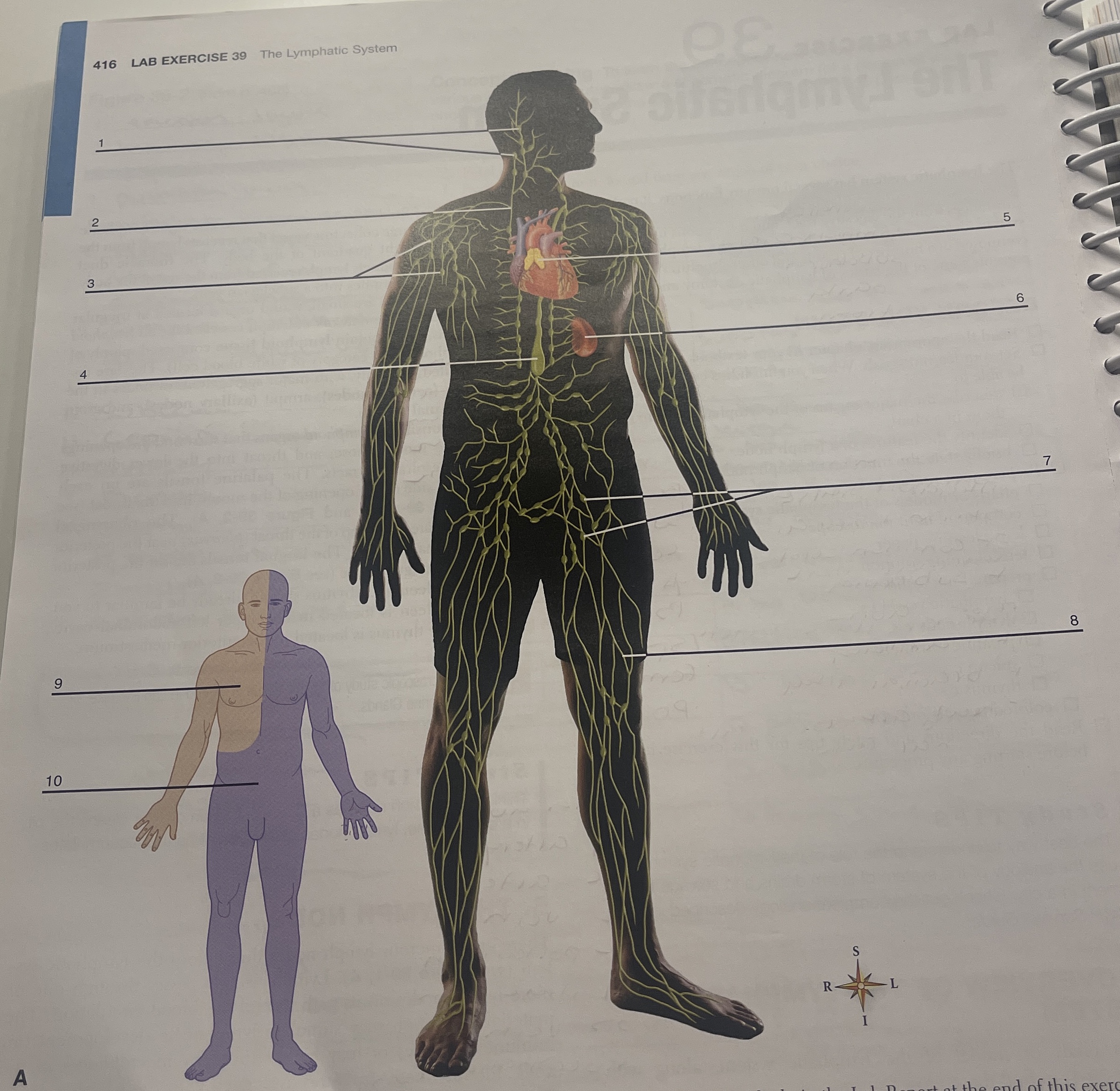 Solved 416LAB EXERCISE 39The Lymphatic | Chegg.com