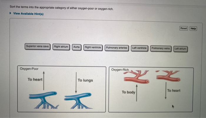 Solved Part C-Flow through the Right Side of the Heart | Chegg.com