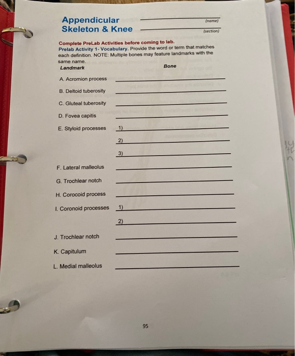 Solved (nome) Appendicular Skeleton & Knee (section) | Chegg.com