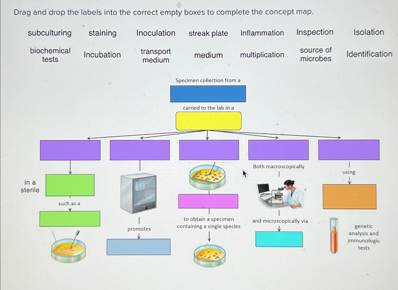 Solved Drag and drop the labels into the correct empty boxes | Chegg.com