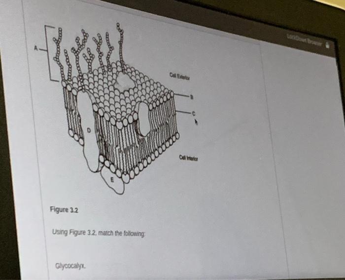 Solved Care Figure 3.2 Using Figure 3.2, match the following | Chegg.com