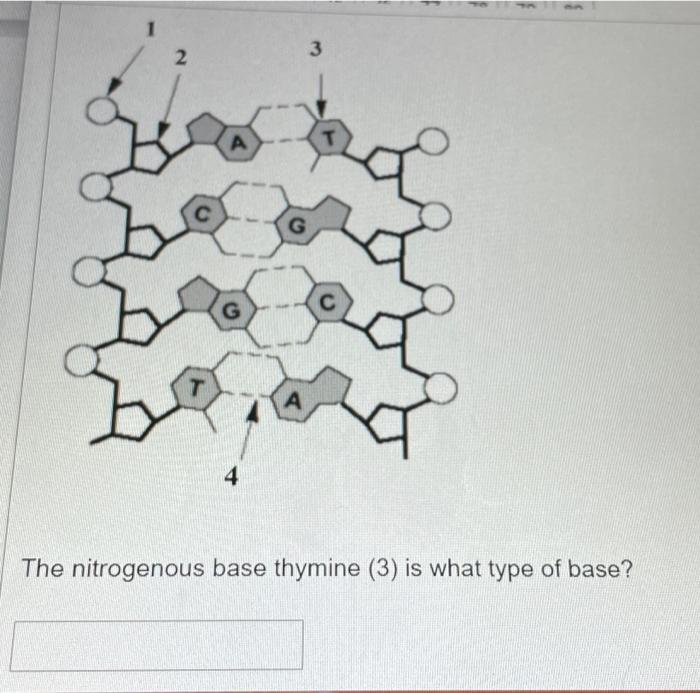 Solved 3 2 A G G А 4 The nitrogenous base thymine (3) is | Chegg.com