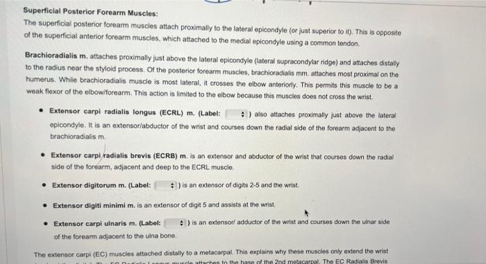 Solved QUESTION 8 Labeling Pre-Lab: Posterior Forearm | Chegg.com