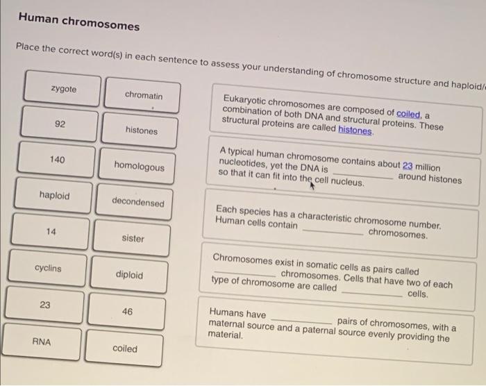 Solved Human chromosomes Place the correct word(s) in each | Chegg.com