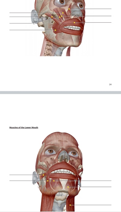 Solved 24 Muscles of the Lower Mouth | Chegg.com