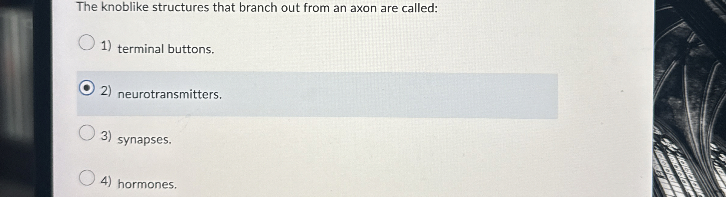 Solved The knoblike structures that branch out from an axon | Chegg.com
