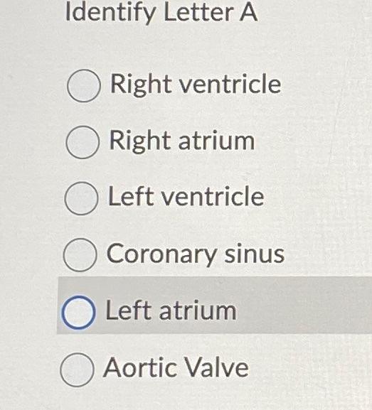 Solved Identify Letter A Right ventricle Right atrium Left | Chegg.com