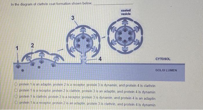 Solved In the diagram of clathrin coat formation shown | Chegg.com