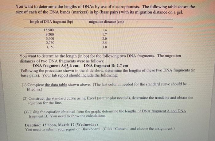 Solved You want to determine the lengths of DNAs by use of | Chegg.com