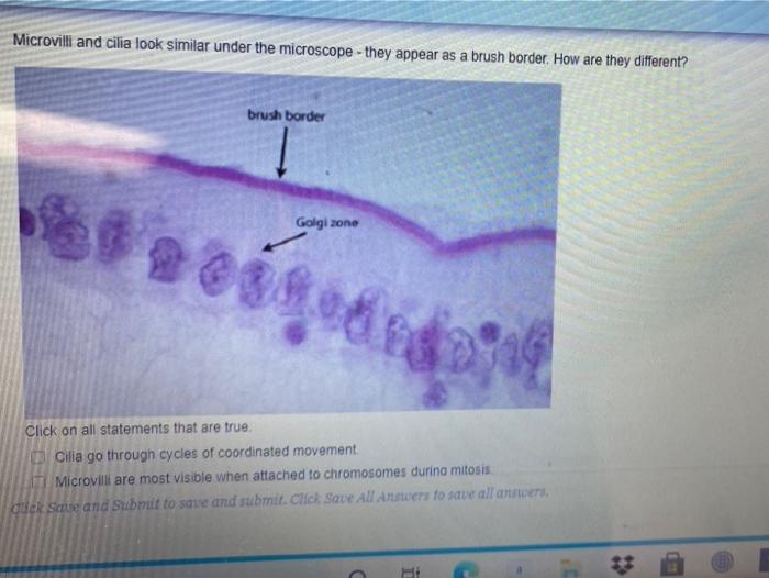 Solved Microvilli and cilia look similar under the | Chegg.com