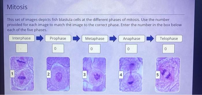 Solved This set of images depicts fish blastula cells at the | Chegg.com
