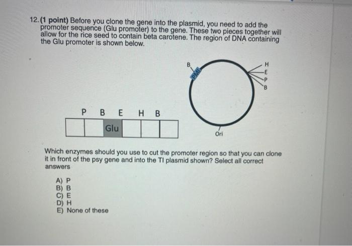 Solved 12. (1 point) Before you clone the gene into the | Chegg.com