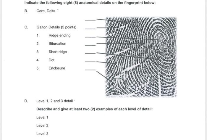 Solved Indicate the following eight (8) anatomical details | Chegg.com