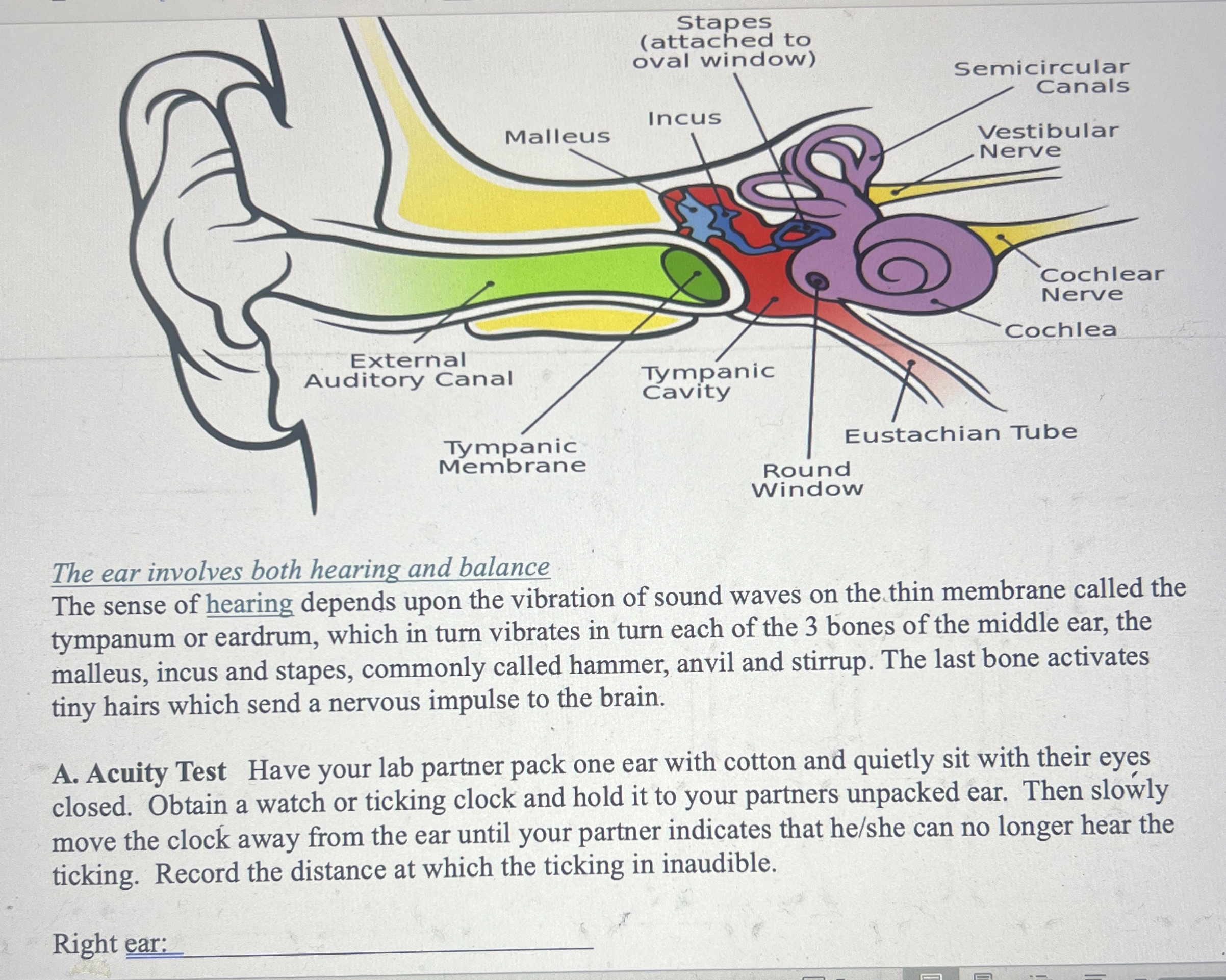 Solved The ear involves both hearing and balanceThe sense of | Chegg.com