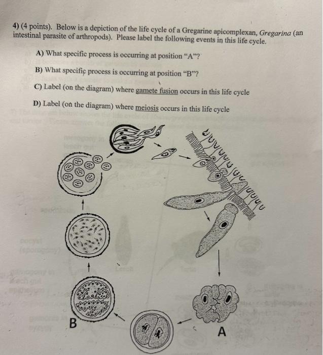 Solved 4) (4 points). Below is a depiction of the life cycle | Chegg.com